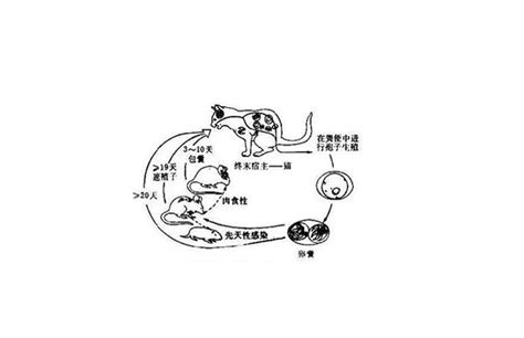 家里有孕妇是否能养狗？狗真的会传播弓形虫？少吃点肉概率更小点 哔哩哔哩
