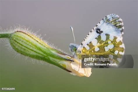 Winged Stem Photos And Premium High Res Pictures Getty Images