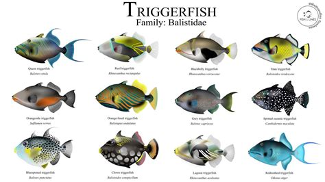 Fish And Lines On Twitter Illustrated A Few More Species Of