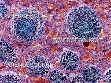 Dicot Storage Root Scanning Electron Stock Image Science Source Images