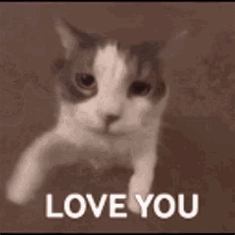 Cat Love You  Cat Love You Kiss Discover And Share S