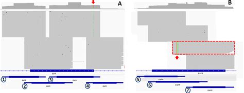 Common Artifacts From Pcr Based Target Enrichment A Amplicon Biased
