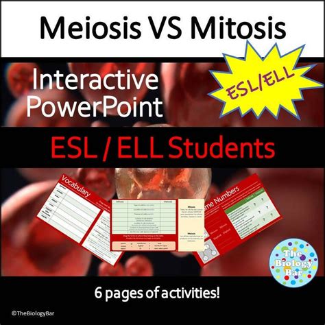 Biology Meiosis Vs Mitosis Interactive Powerpoint Bilingual Marketplace