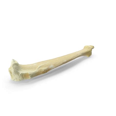 Pavian Monkey Male Tibia Bone Png Images And Psds For Download Pixelsquid S112666509