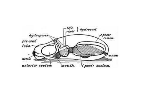 Phylogeny Of Echinoderms Ppt