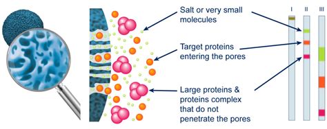 Analysis And Purification Of Proteins Sec Size Exclusion Chromatography The Separation Of