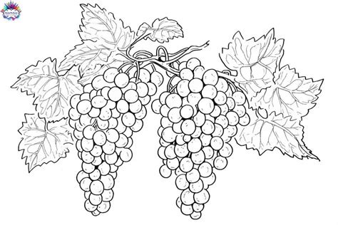 Uva Para Colorir Vários Lindos Desenhos Para Imprimir E Pintar