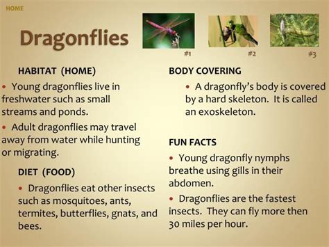 Insect Fact File Dragonflies Ants Ladybugs