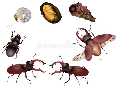 Life Cycle Stag Beetle Stock Illustrations 21 Life Cycle Stag Beetle