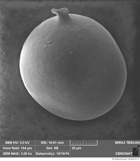 Scanning Electron Microscopic Observations Of Early Stages Of Interaction Of Trichoderma