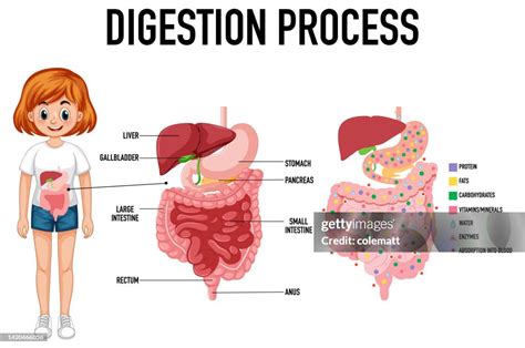 Diagram Showing Digestion Process High Res Vector Graphic Getty Images