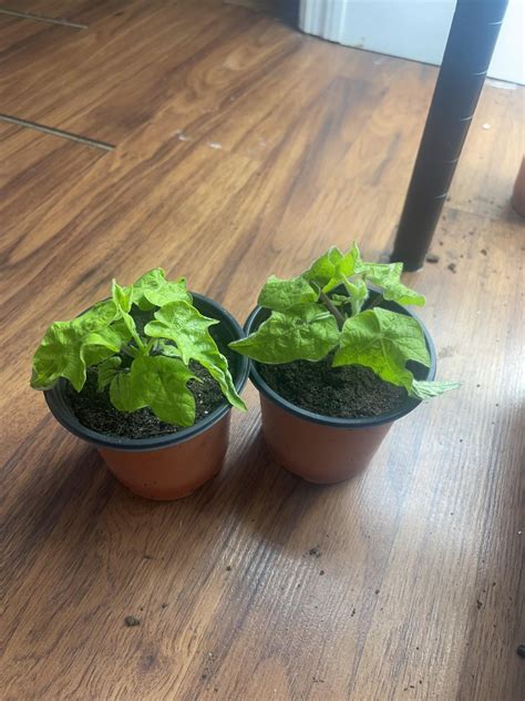 Flower Seedling Identification R Seedlings