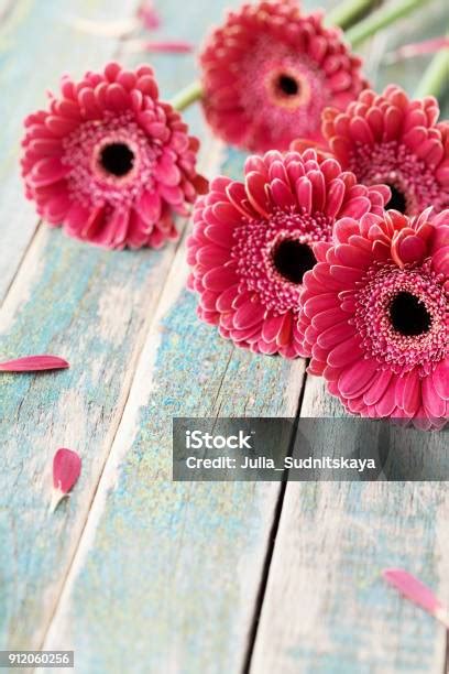 어머니 또는 여 대 하루 Gerbera 데이지 꽃다발입니다 아름 다운 꽃 배경입니다 3월에 대한 스톡 사진 및 기타 이미지 3월 8 거베라데이지 Istock