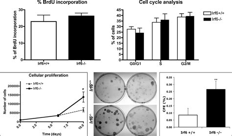 Interferon Regulatory Factor 6 Is Necessary But Not Sufficient For Keratinocyte Differentiation