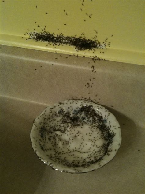 Boric Acid Ant Control Recipe Bryont Blog