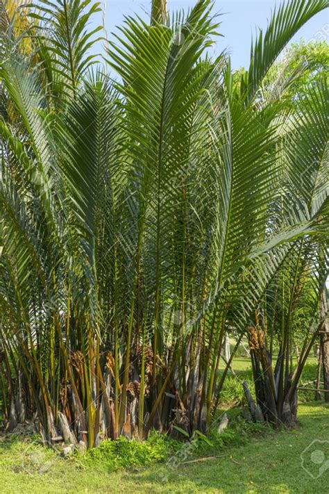 Nípa Cultured Philippine Cultural Education Online