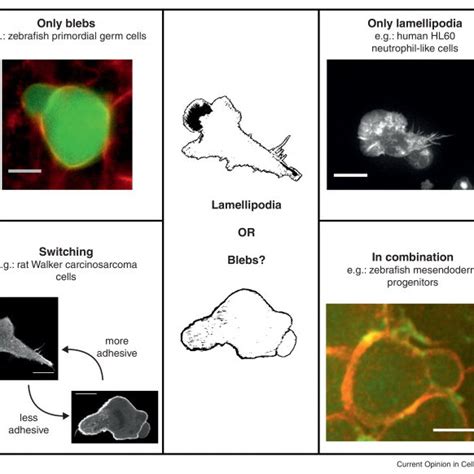 Parameters Contributing To Bleb Formation Cells Whose Actin Cortex Is Download Scientific