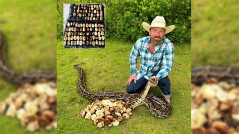 Contractor Discovers Record Nest Of 111 Python Eggs Outdoor Life