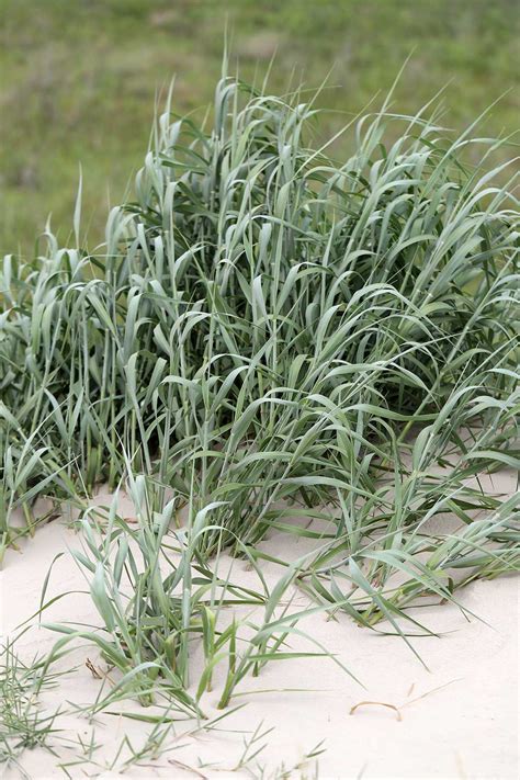 Panicum Amarum Dune Science