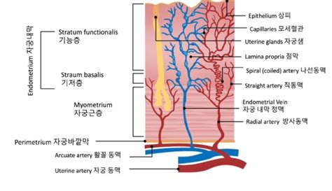 자궁의구조 자궁벽구조 자궁저부 자궁경부 자궁내막 네이버 블로그
