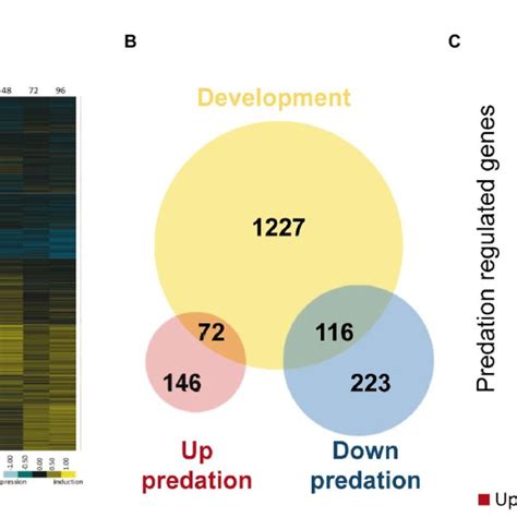 Differentially Expressed Genes Degs During Predation Clustered In Download Scientific Diagram
