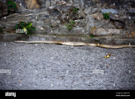 Kathmandu Nepal Th May A Snake Crawls Along An Empty Road In Kathmandu Nepal On