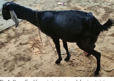 Figure 1 From A Rare Case Of Uterine Torsion In A Goat Semantic Scholar