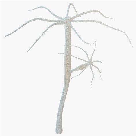 Modelo 3d Pólipo Del Género Hydra Turbosquid 2163737