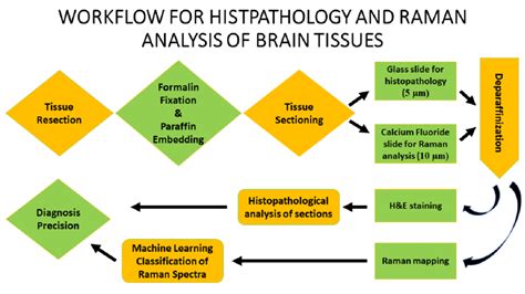 Workflow For Histopathology And Machine Learning Based Raman Analysis Download Scientific