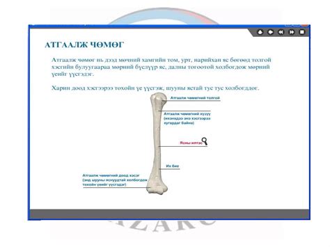 лекц 1 хүний биеийн ерөнхий бүтэц тулгуур эрхтэн тогтолцоо Pptx
