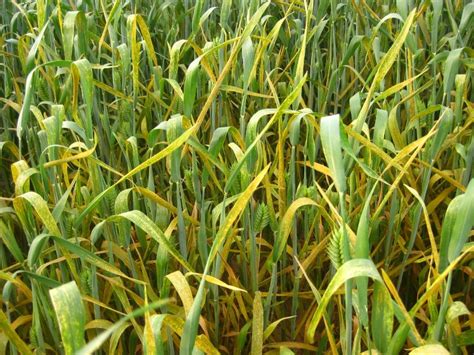 Stripe Rust Update June 13 2023 Stripe Rust Washington State University