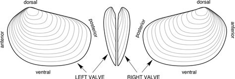Class Bivalvia Phyla Of Animalia