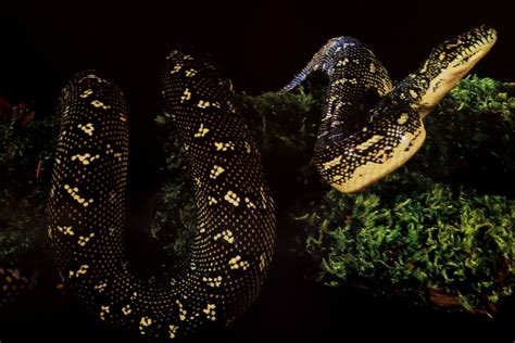 Diamond Python Poster 175 X 245