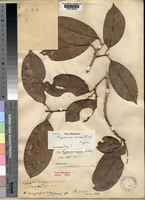Ryparosa Blume Plants Of The World Online Kew Science