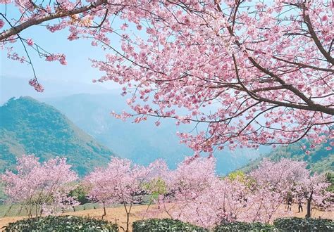 【嘉義】櫻花開了！阿里山搶先看，浪漫粉紅場景、唯美楓樹林一次滿足，不想人擠人現在出遊最剛好 好想去喔