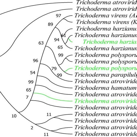 Phylogeny Of Trichoderma Isolates Molecular Tools Coupled With Phylogeny Of Trichoderma Isolates Molecular Tools Coupled With