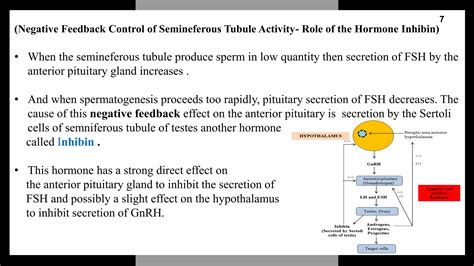 Male Sex Hormones Biosynthesisfunctions Ppt