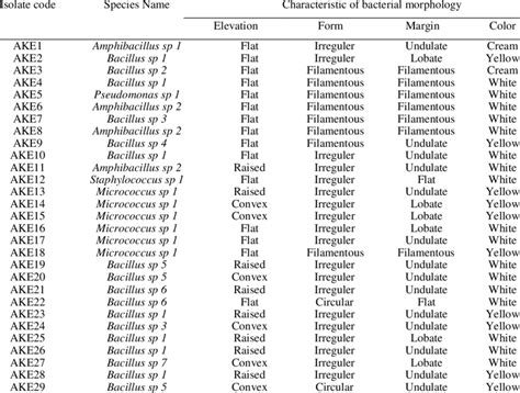 Morphological Characterization Of Endophytic Bacteria Isolates