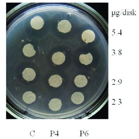 Growth Inhibition Of Staphylococcus Aureus S Aureus In This And The Download Scientific