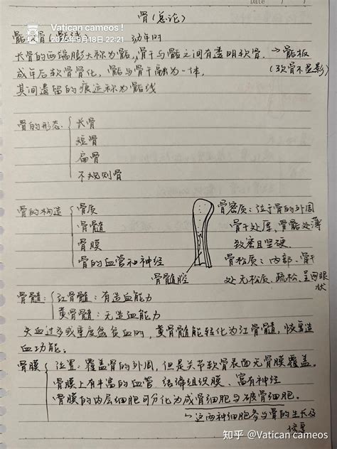 霍琨老师系统解剖学笔记 知乎