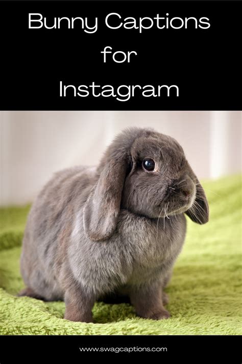 Bunny Captions For Instagram Captions For Bunny Pictures Cute