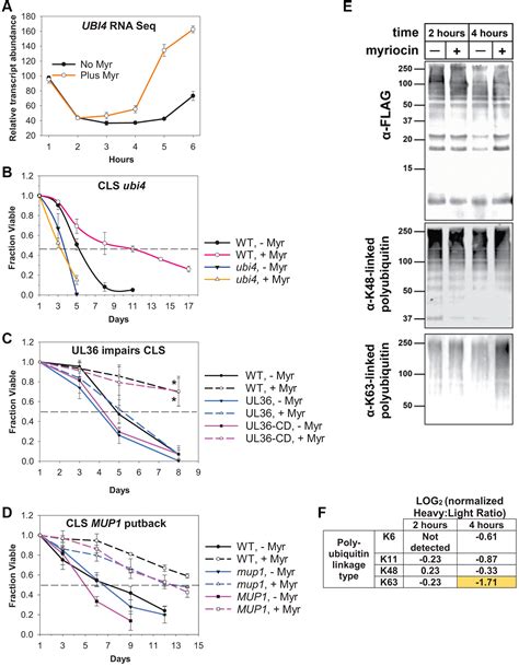 Reduced Sphingolipid Biosynthesis Modulates Proteostasis Networks To Enhance Longevity Figure