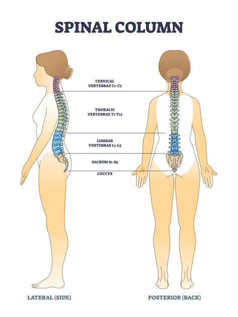 Spinal Nerves What They Are And What They Do