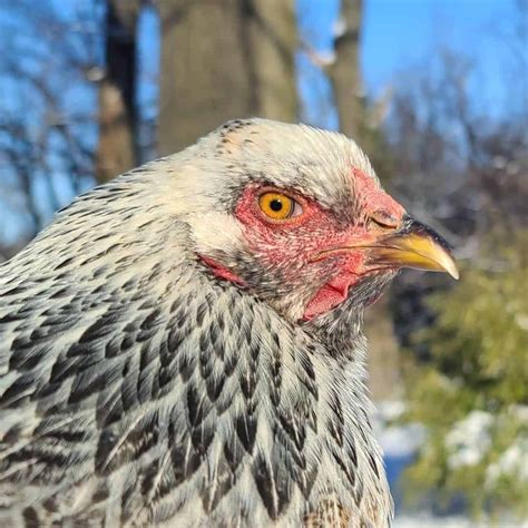 Top 9 Black And White Chicken Breeds With Pictures Laacib