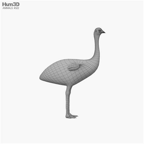 Emu 3d Model Download Birds On