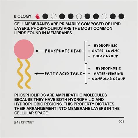 The Role Of Phospholipids In Cell Membranes