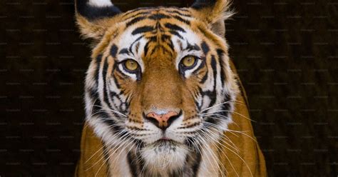 동굴에 있는 야생 벵골 호랑이 인도 반다브가르 국립공원 마디아 프라데시 훌륭한 삽화 사진 Unsplash의 호랑이 이미지