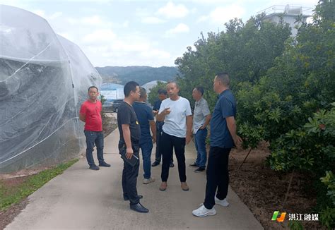 微洪江丨“他山取经”奋力提升库区杨梅品质种植产业移民