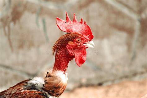 Jeune Coq De Basse Cour Photo Stock Image Du Britain 69937854