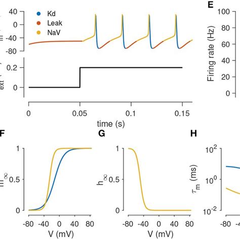 Simulating A Network Of Conductance Based Model Neurons Coupled By Download Scientific Diagram
